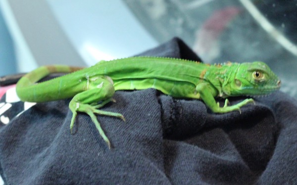 Leapin' Lizards!! - The Traveling Locavores