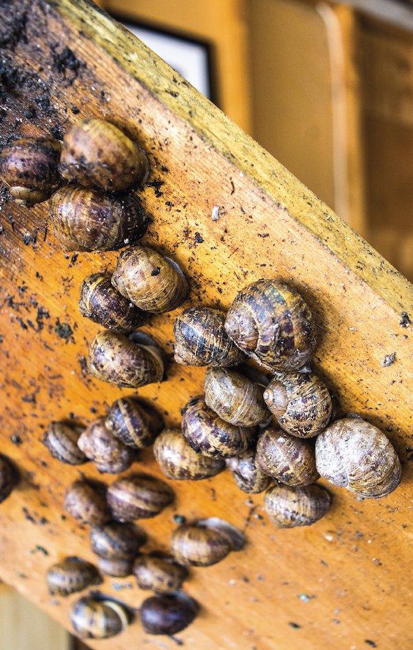 Escargot Caviar - The Traveling Locavores