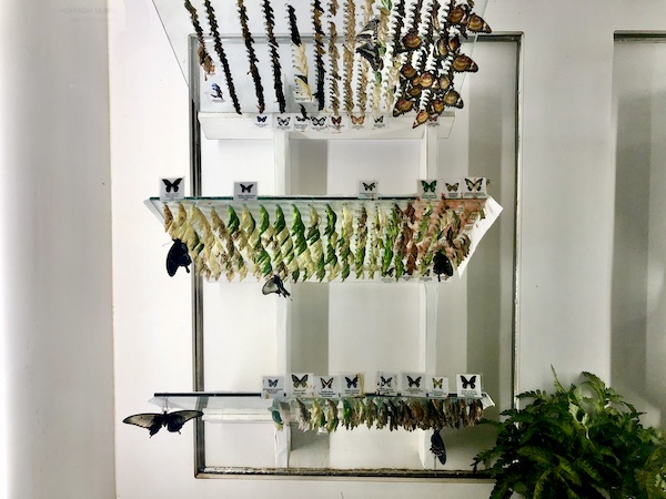 Butterfly Wonderland Scottsdale AZ - The Traveling Locavores