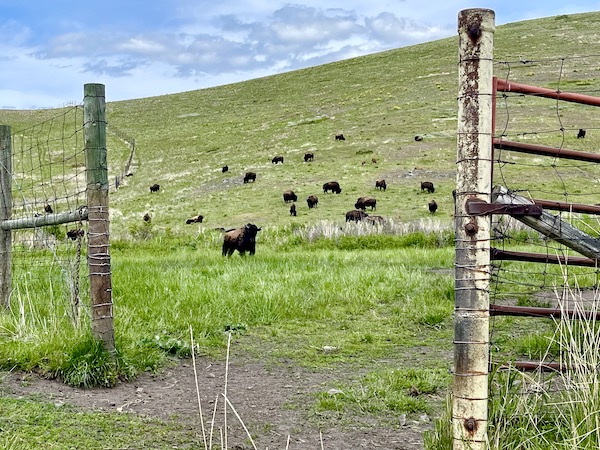 National Bison Range Montana - The Traveling Locavores