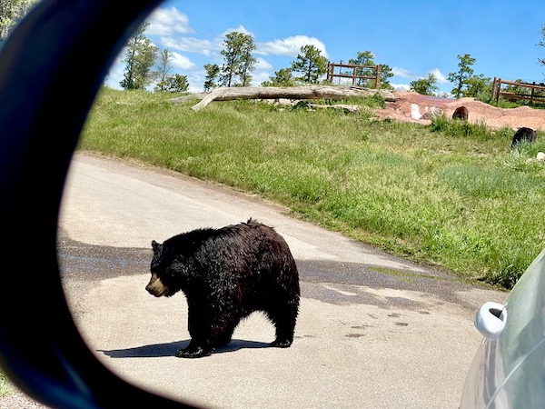 Bear Country USA in South Dakota - The Traveling Locavores